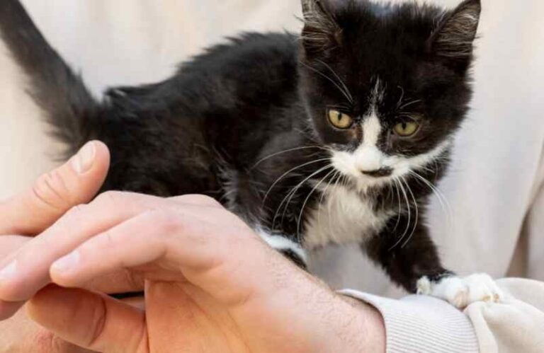 Maladie des griffes du chat : symptômes, traitement et causes ...